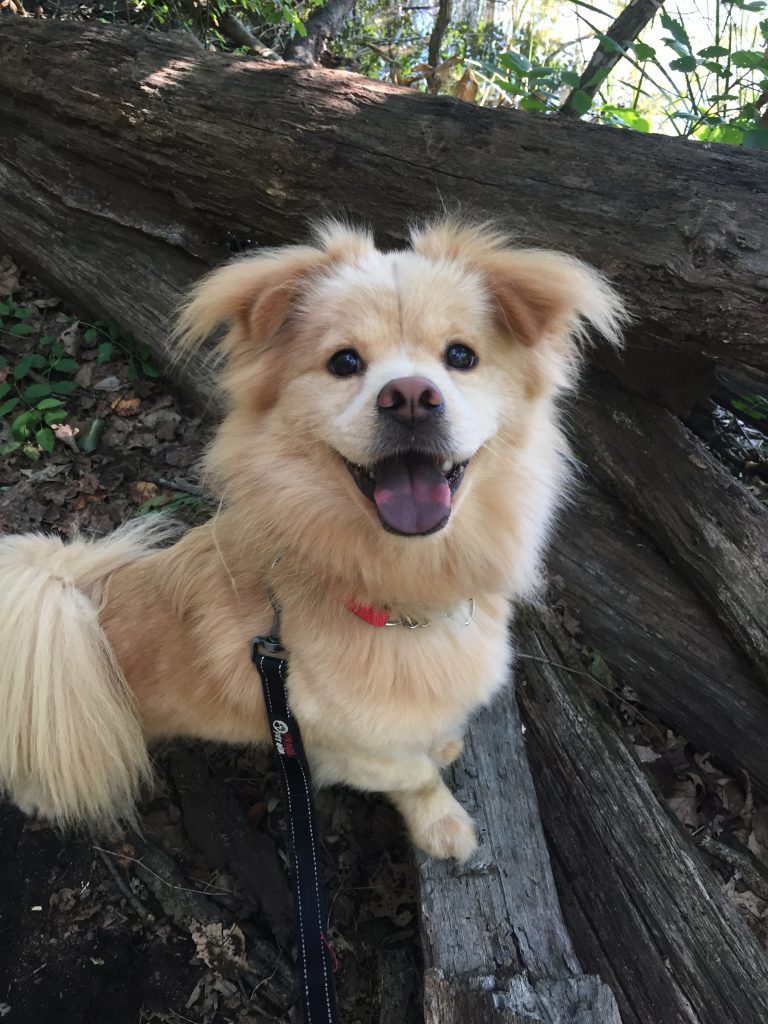 SPCA of Anne Arundel County