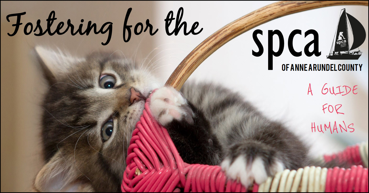 Foster Program – SPCA of Anne Arundel County
